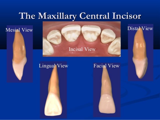Generals About Incisors
