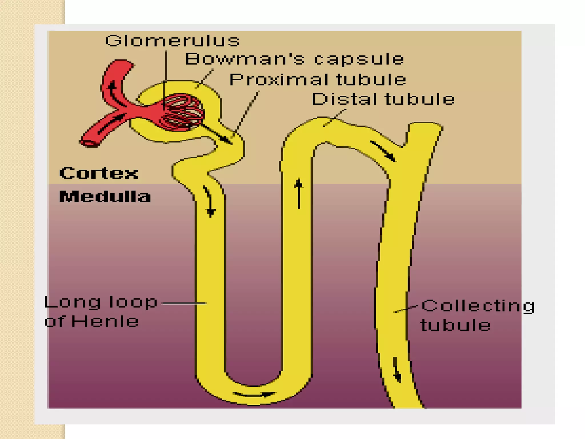 2 GLOMERULAR DISEASES.pptx