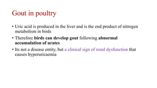 Poultry Gout | PDF | Chemistry | Science