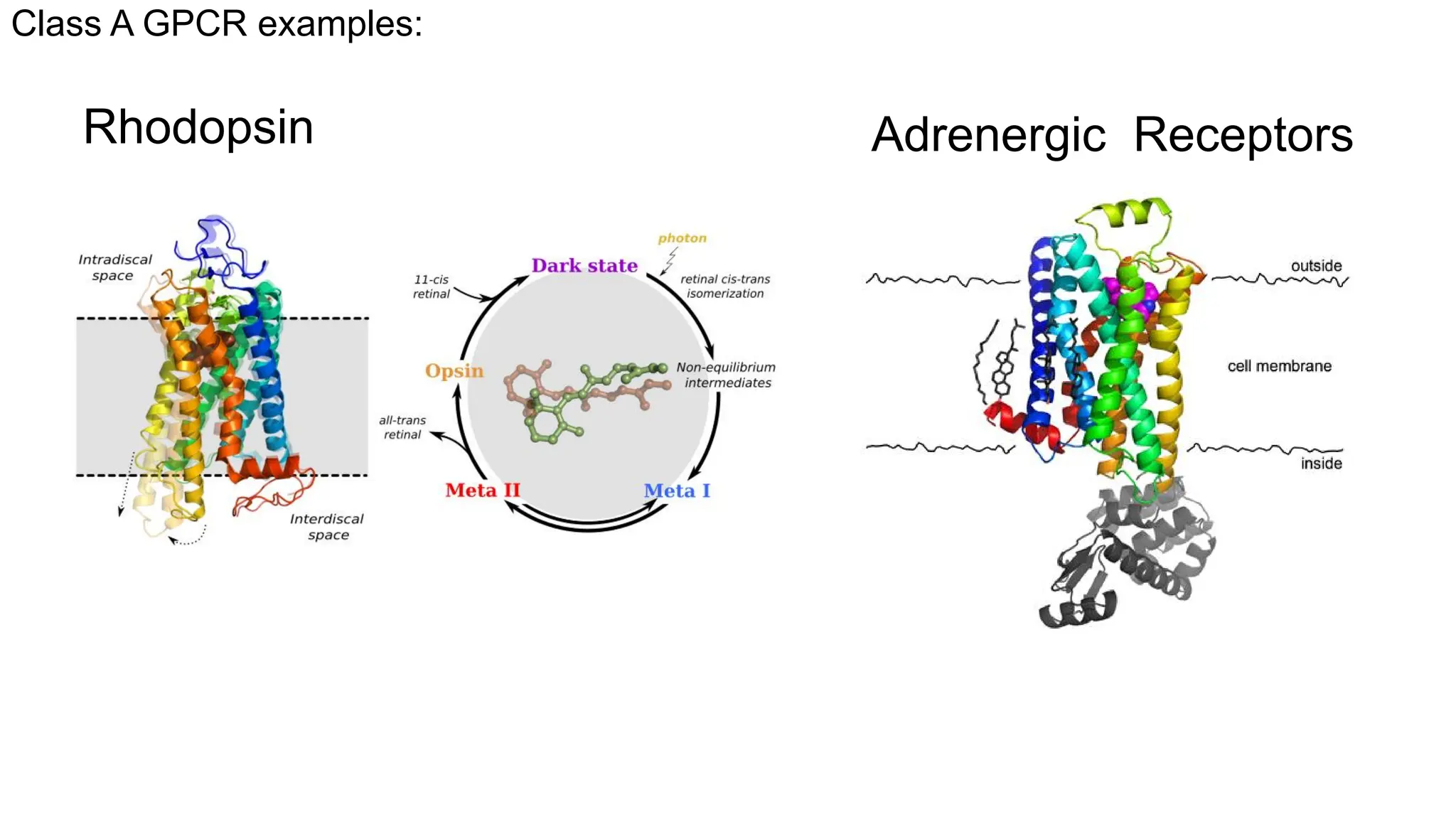 2 GPCR overview.pdfunderstanding of the the role of G coupled receptors ...