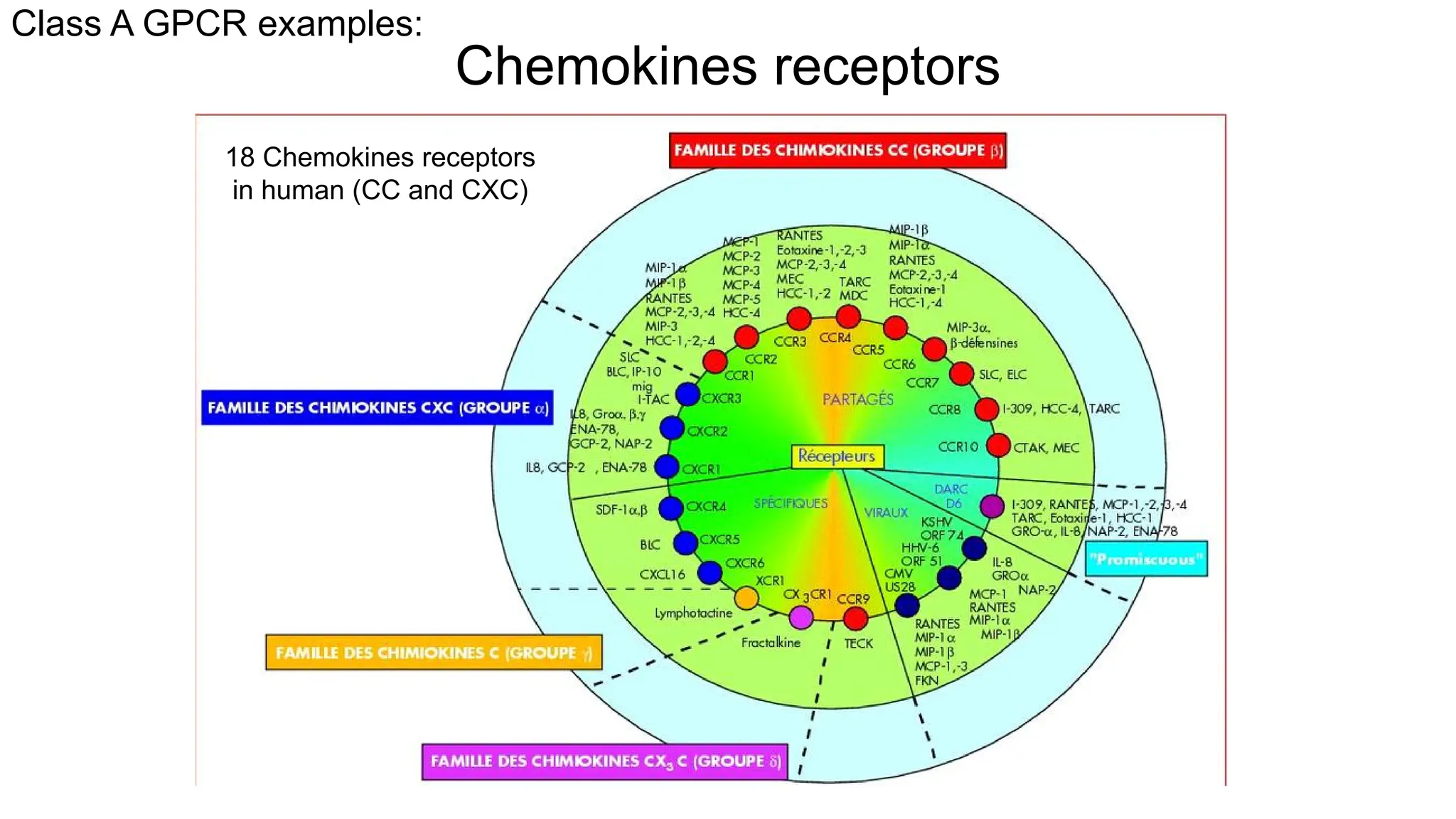 2 GPCR overview.pdfunderstanding of the the role of G coupled receptors ...