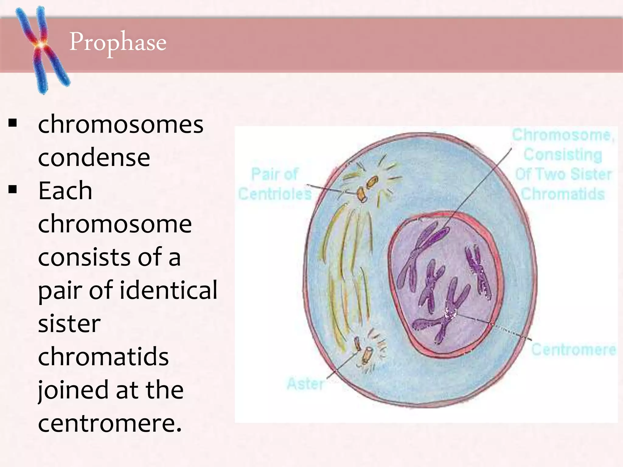 Cell Division: MITOSIS | PPT