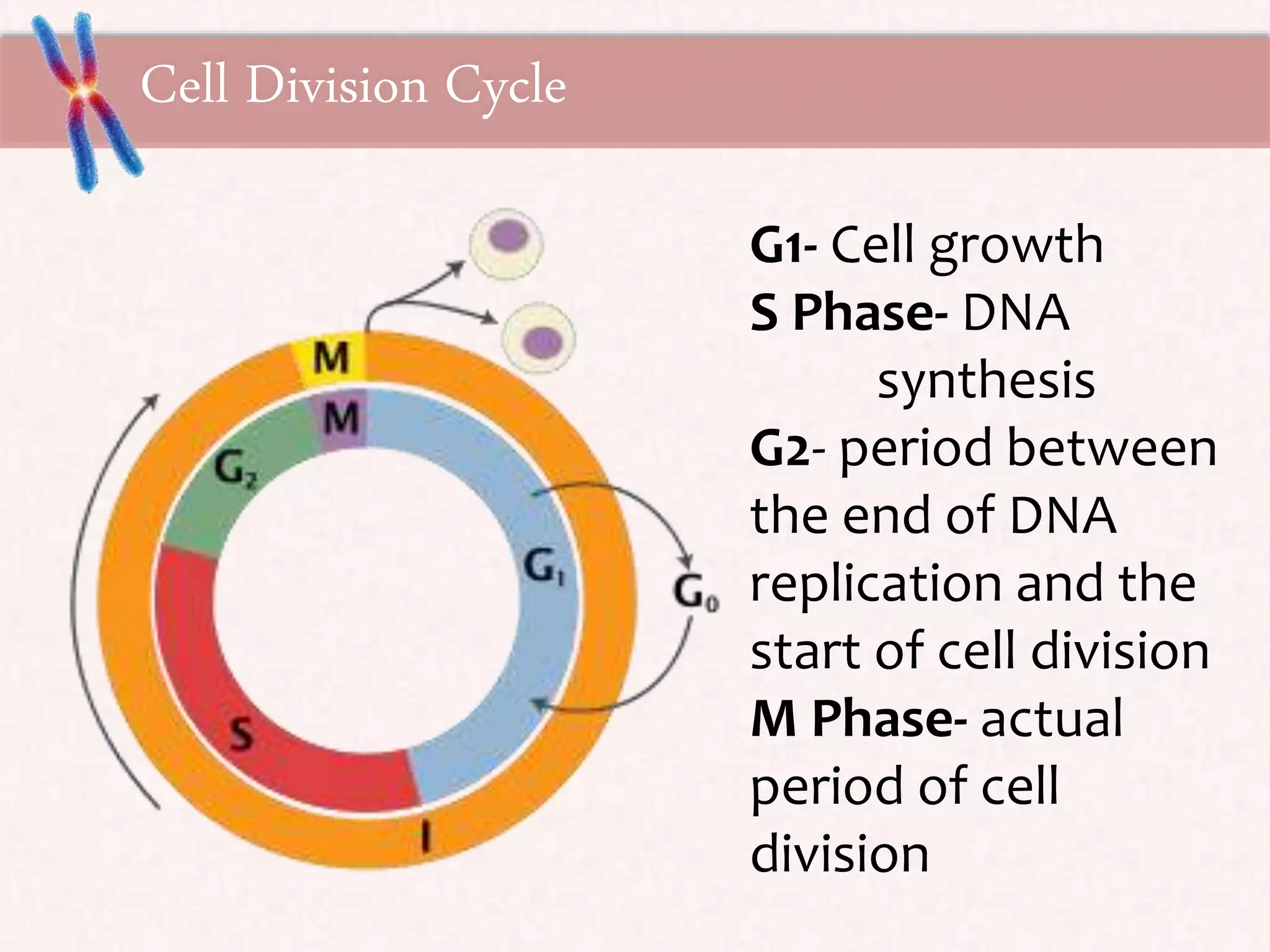 Cell Division: MITOSIS | PPT