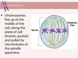 Cell Division: MITOSIS | PPT