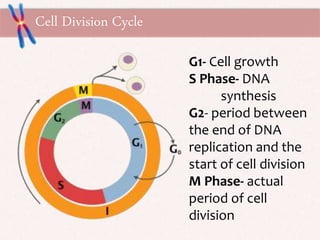 Cell Division: MITOSIS | PPT