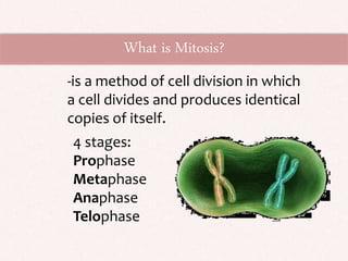 Cell Division: MITOSIS | PPT