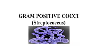 DPT - Microbiology II (Gram +ve cocci) - Genus Streptococcus | PPTX | Lung and Respiratory ...