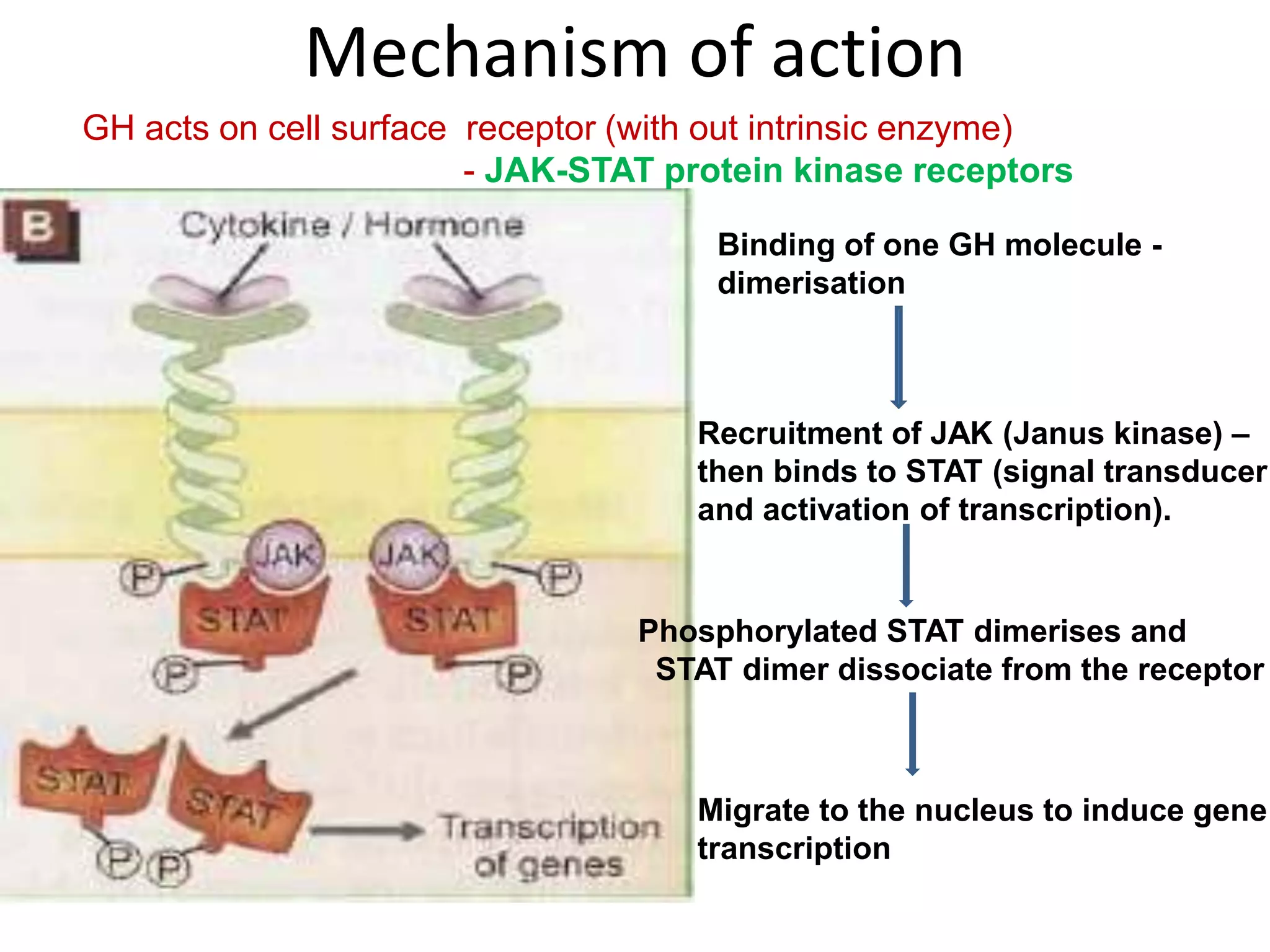growth hormone prolactin | PPT