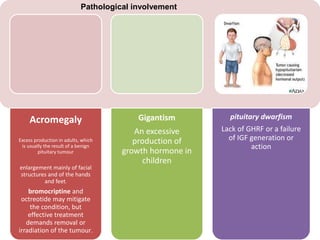 growth hormone prolactin | PPT | Free Download