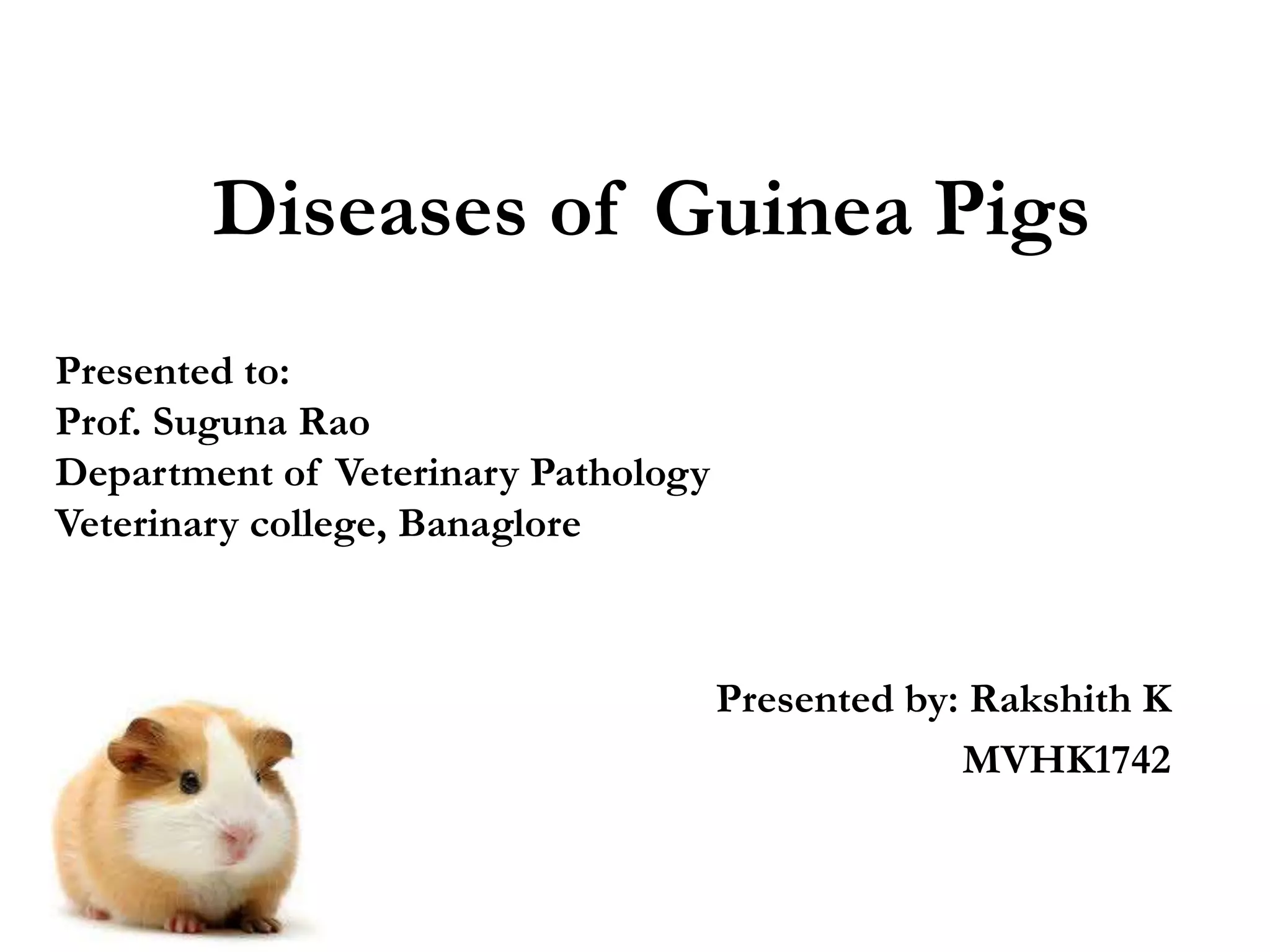 Guinea pig - Bacterial, Viral, Mycotic, Parasitic and Non infectious ...