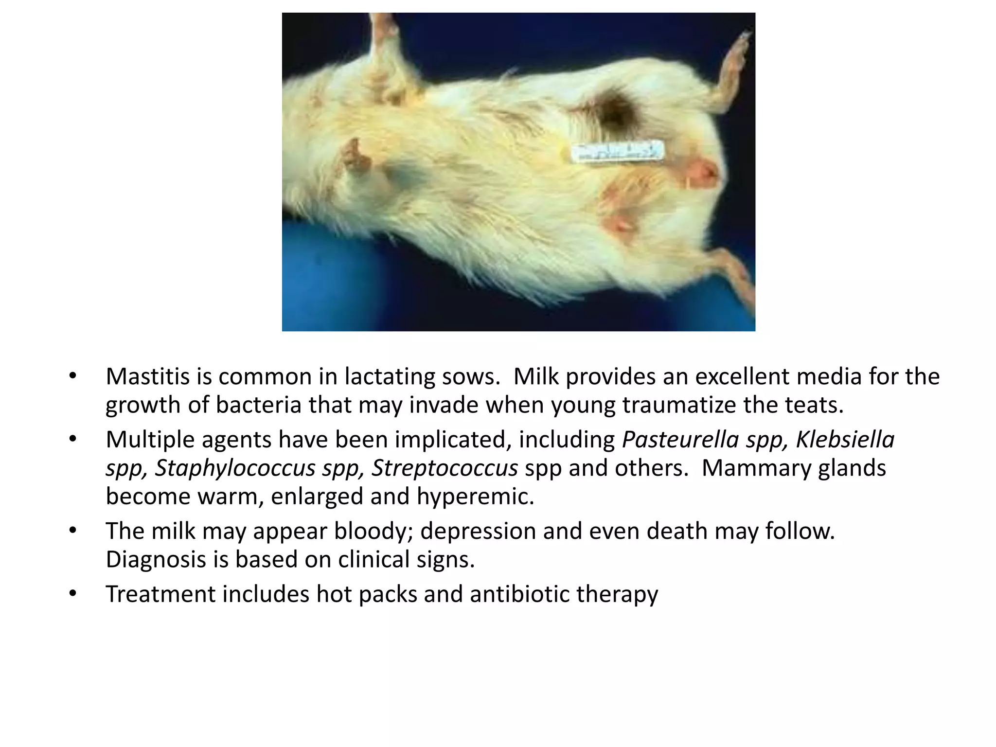 Guinea pig - Bacterial, Viral, Mycotic, Parasitic and Non infectious ...