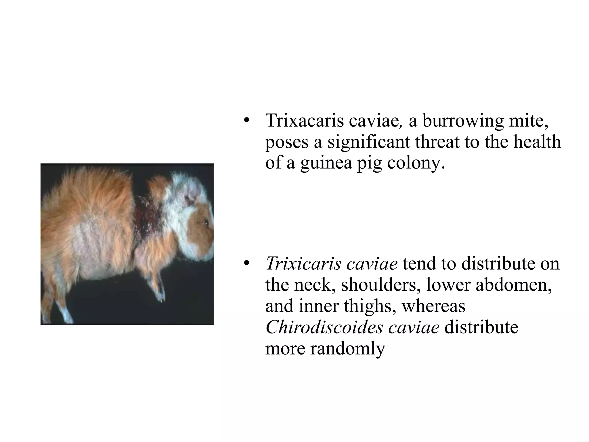 Guinea pig - Bacterial, Viral, Mycotic, Parasitic and Non infectious ...