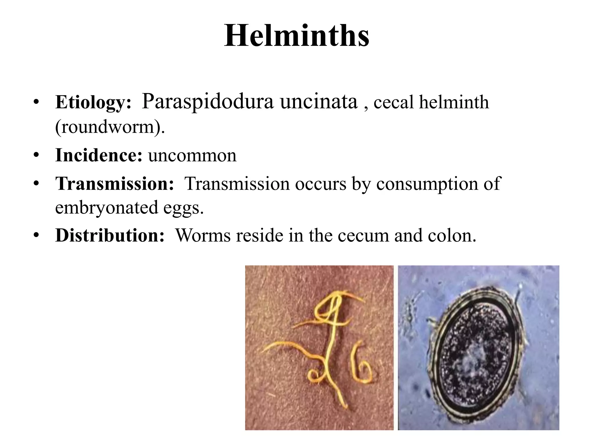 Guinea pig - Bacterial, Viral, Mycotic, Parasitic and Non infectious ...