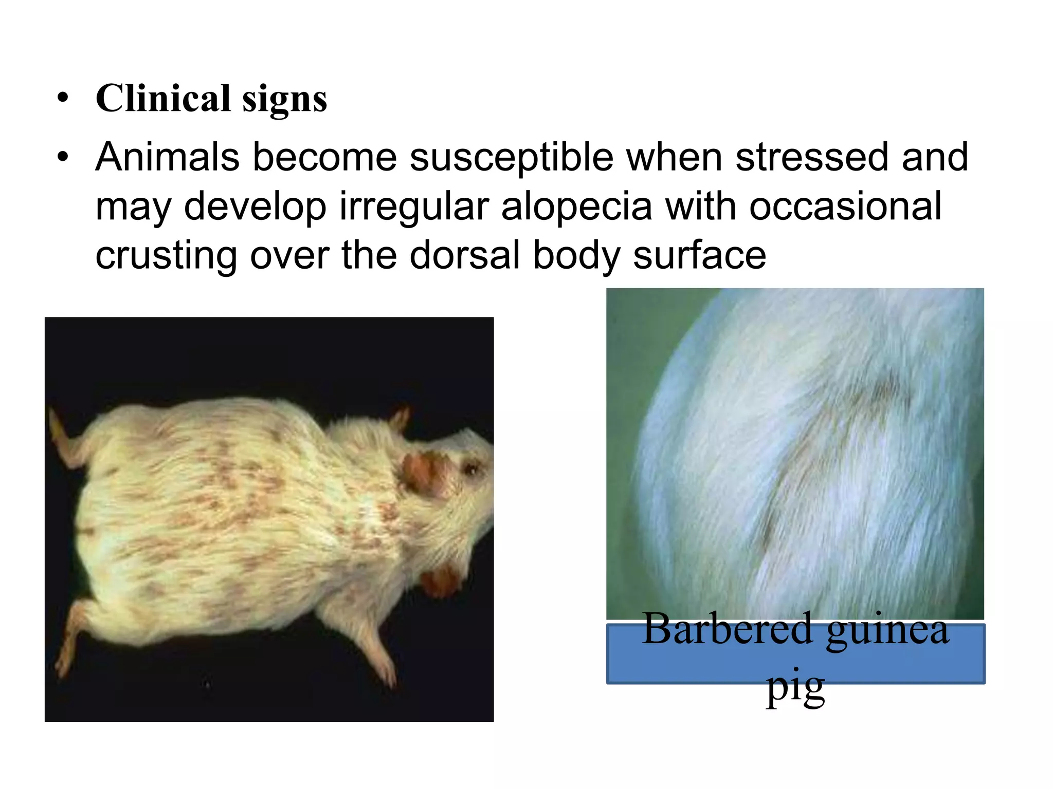 Guinea pig - Bacterial, Viral, Mycotic, Parasitic and Non infectious ...