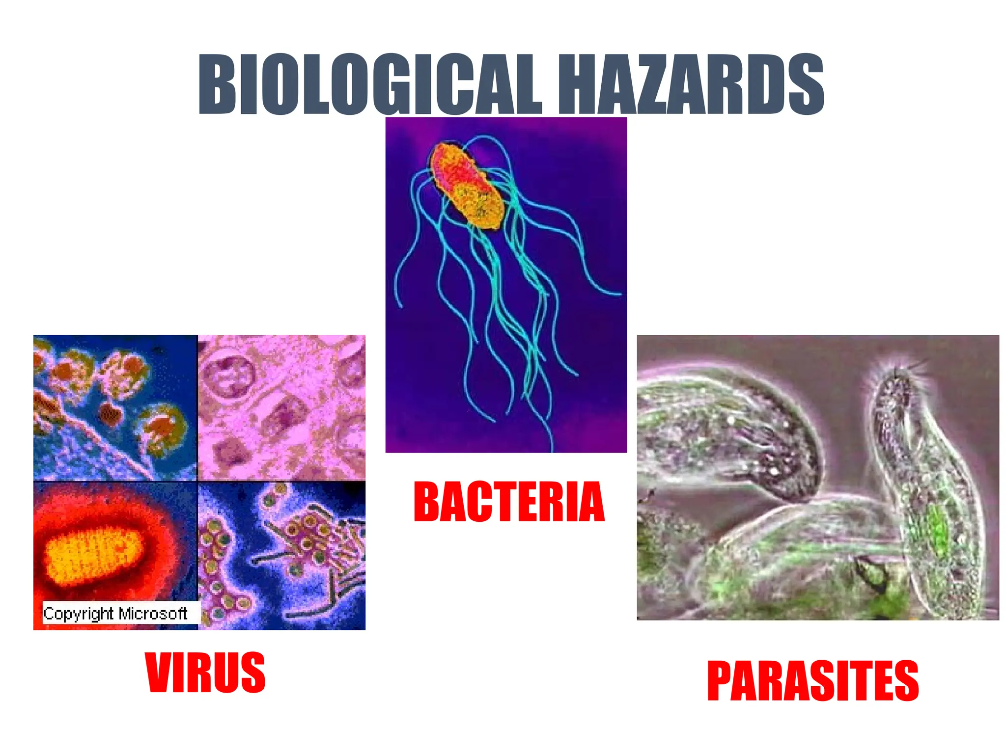 HAZARDS TO FOOD SAFETY IN FOOD ESTABLISHMENTS | PPT