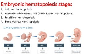 2 Hematopoiesis.pptgisgwvjshhsvffghvvgsz | PPTX