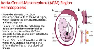 2 Hematopoiesis.pptgisgwvjshhsvffghvvgsz | PPT