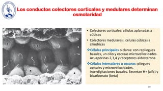2 ** Histología sistema excretor (1).pdf