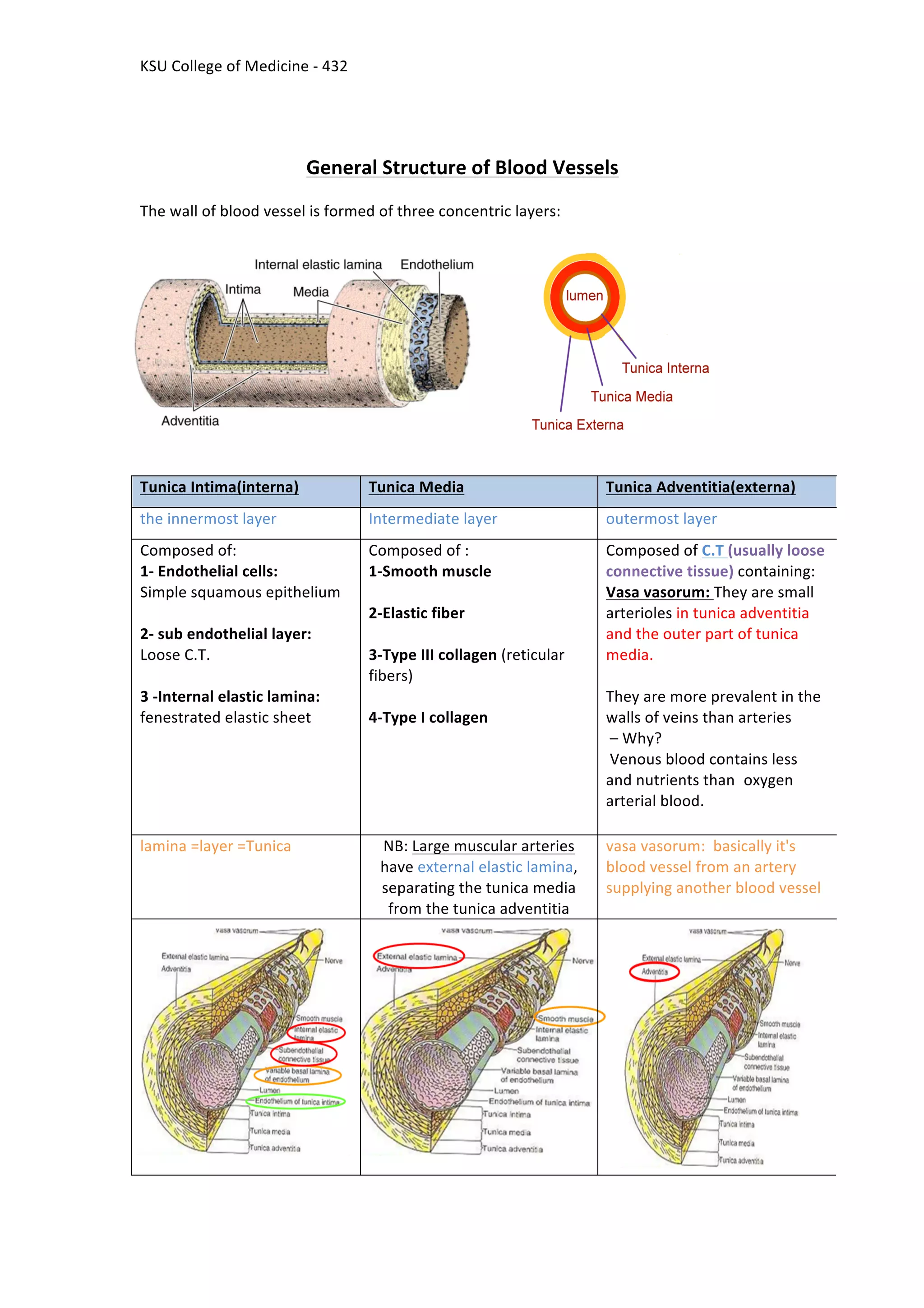 (2) histology of blood vessels | PDF