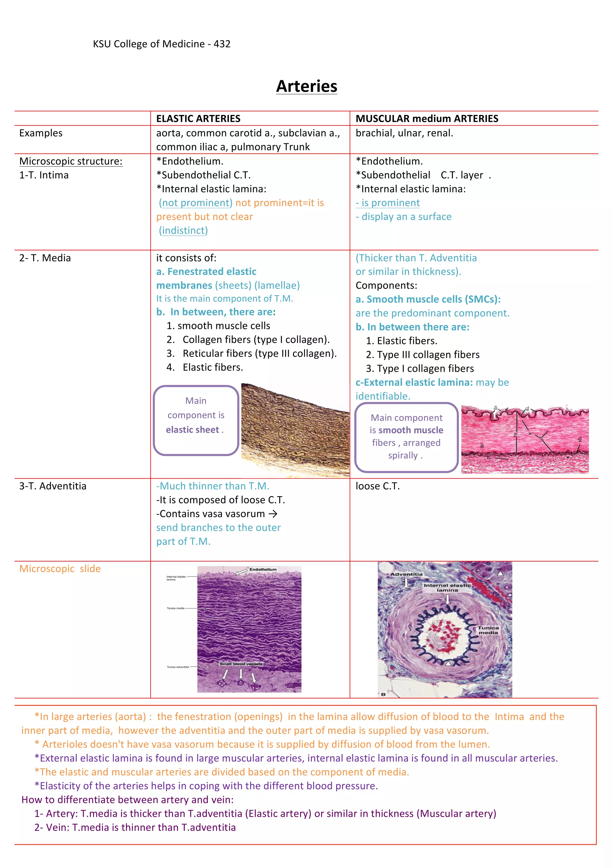 (2) histology of blood vessels | PDF