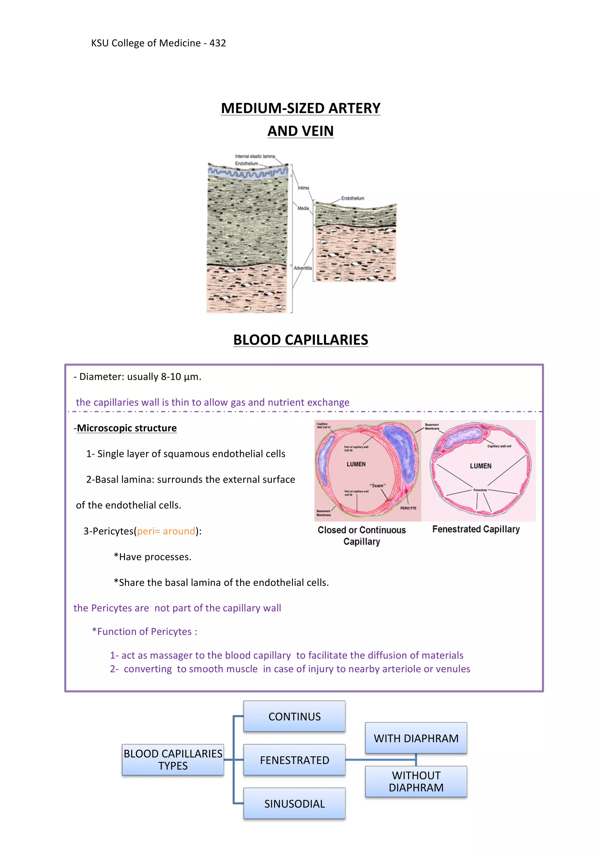 (2) histology of blood vessels | PDF