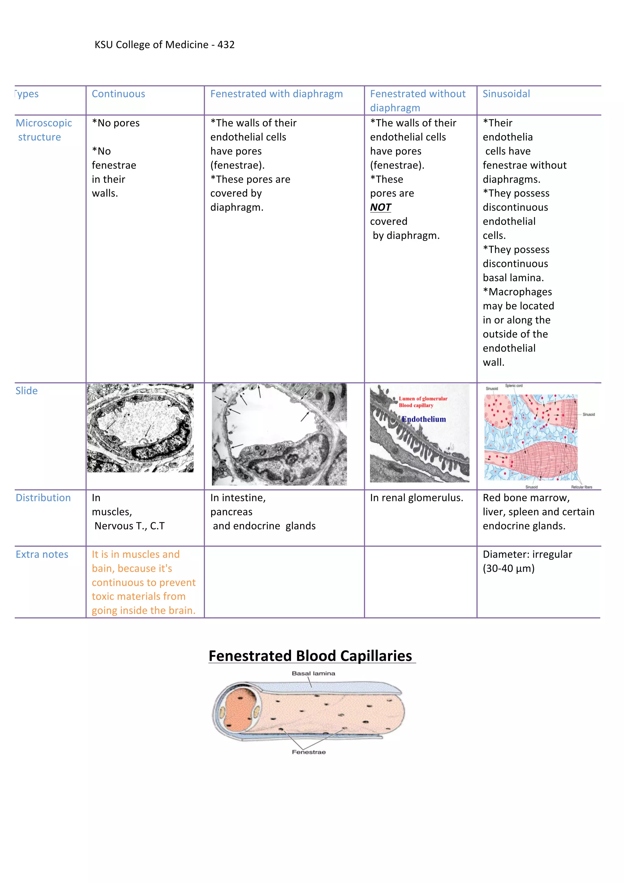 (2) histology of blood vessels | PDF