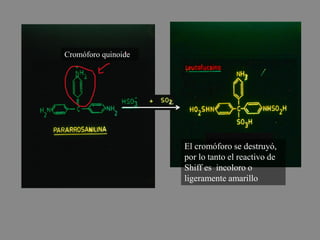 2 HISTOQUÍMICA DE LOS CARBOHIDRATOS (1).pdf