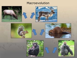 History And Fundamentals Of Evolutionary Theory Pptx