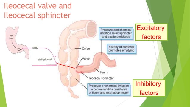 Review of GIT physiology | PPT