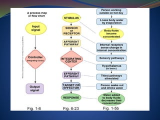 Homeostasis and disease PPT for medical students | PPTX