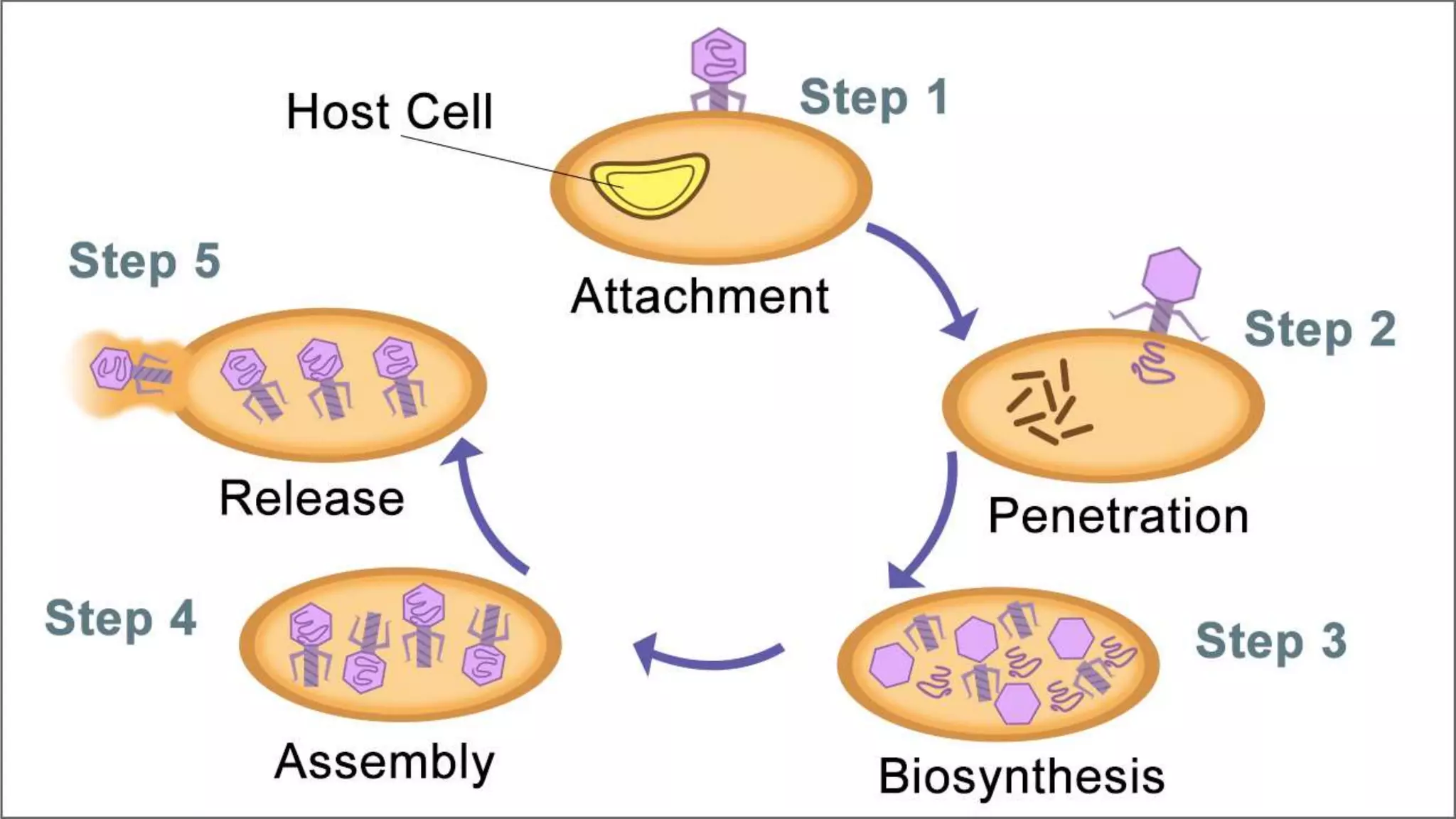 IAL Biology-How viruses reproduce | PPTX