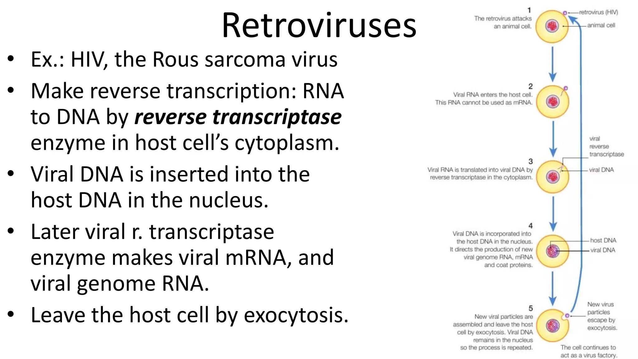 IAL Biology-How viruses reproduce | PPTX
