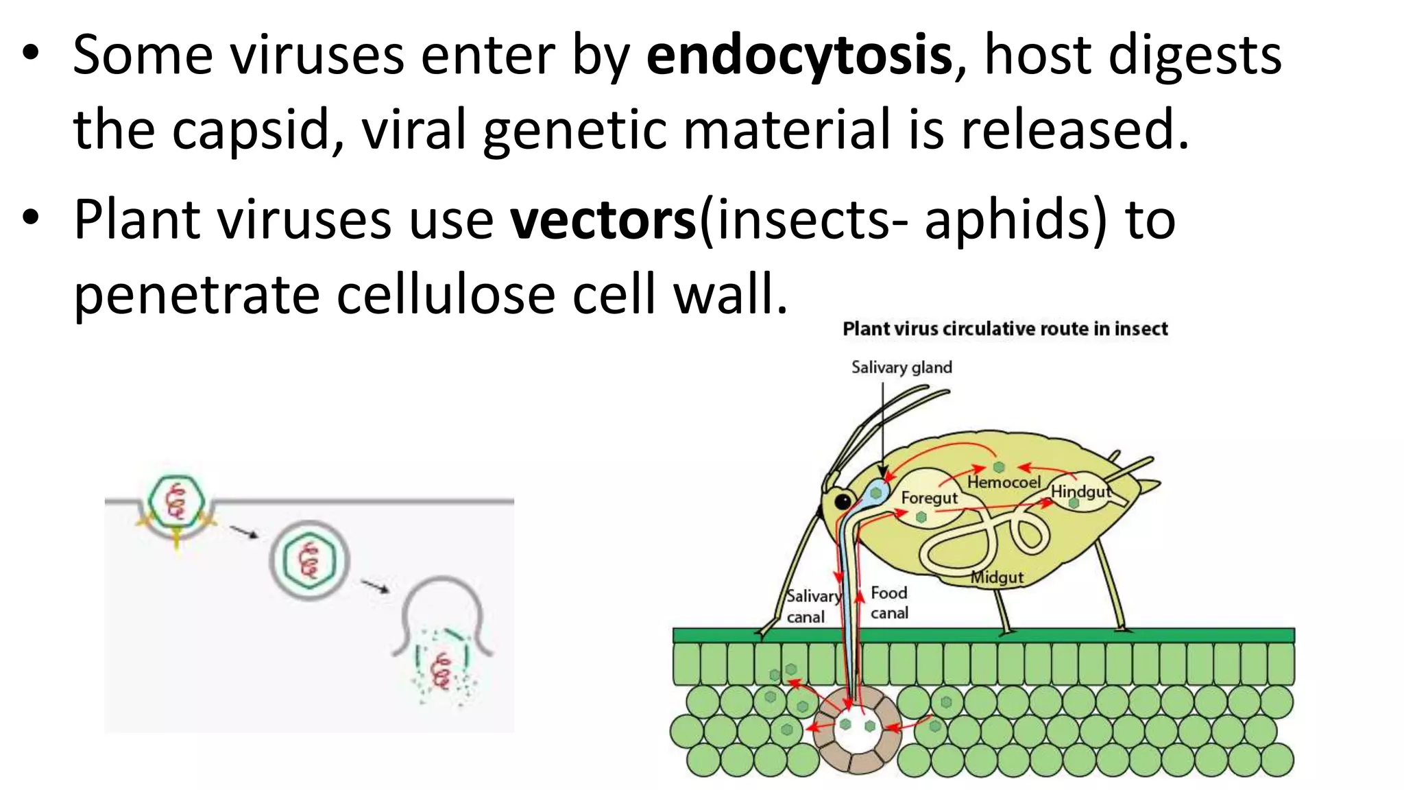 IAL Biology-How viruses reproduce | PPTX