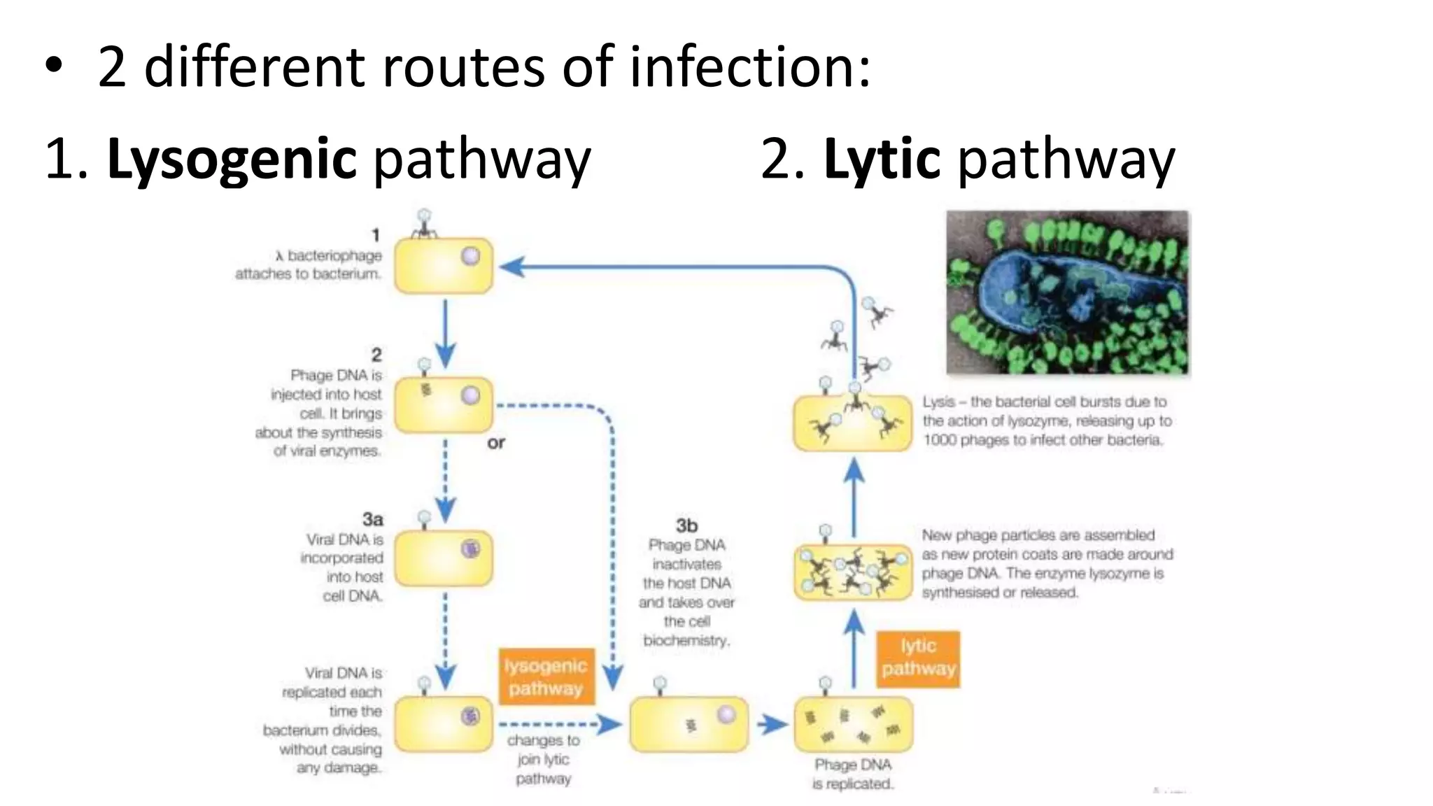 IAL Biology-How viruses reproduce | PPTX