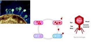 IAL Biology-How viruses reproduce | PPTX