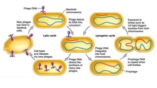 IAL Biology-How viruses reproduce | PPTX
