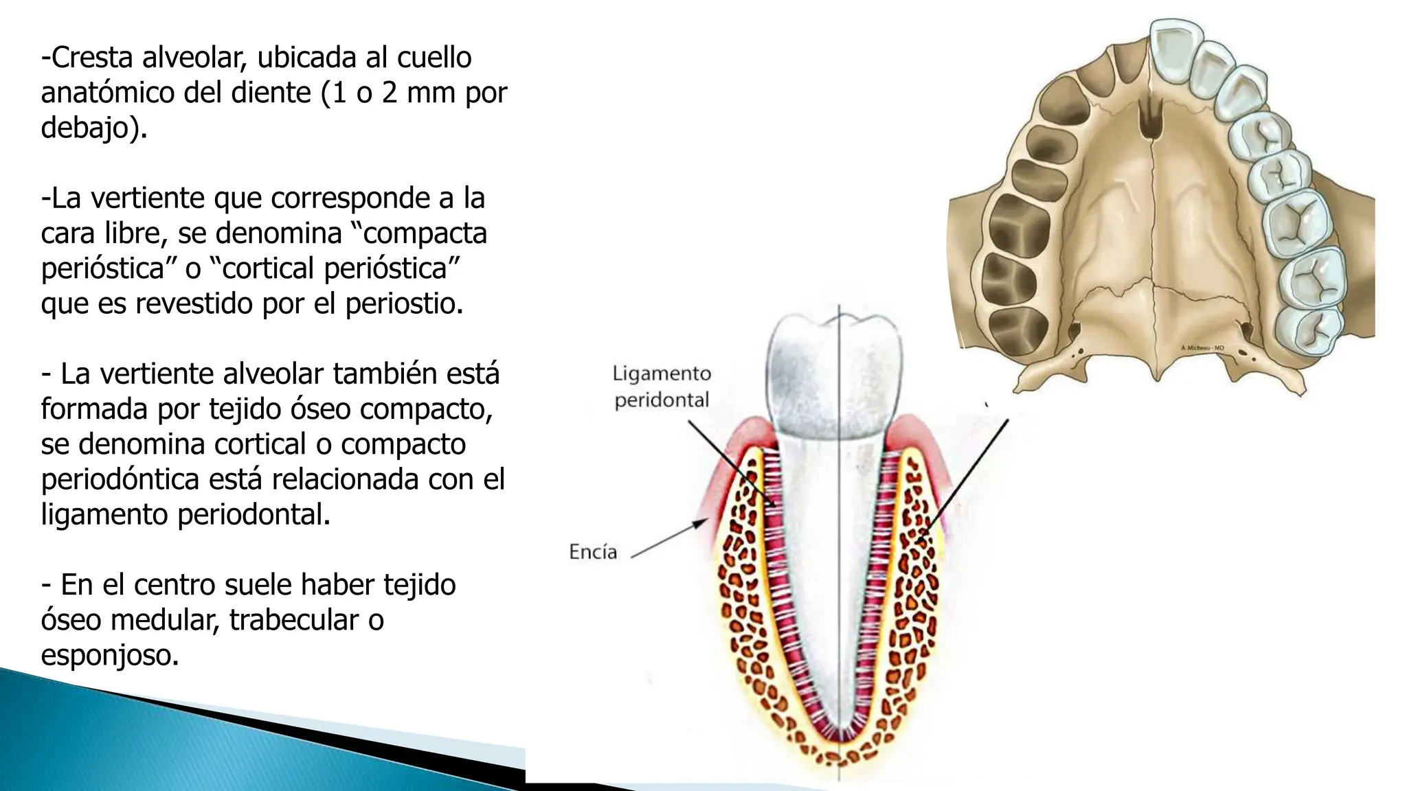 2 HUESO ALVEOLAR.pptx