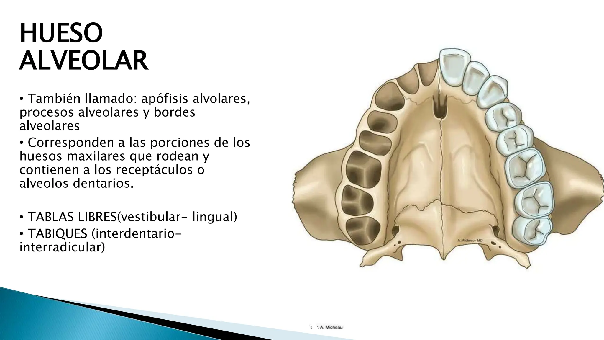 2 HUESO ALVEOLAR.pptx