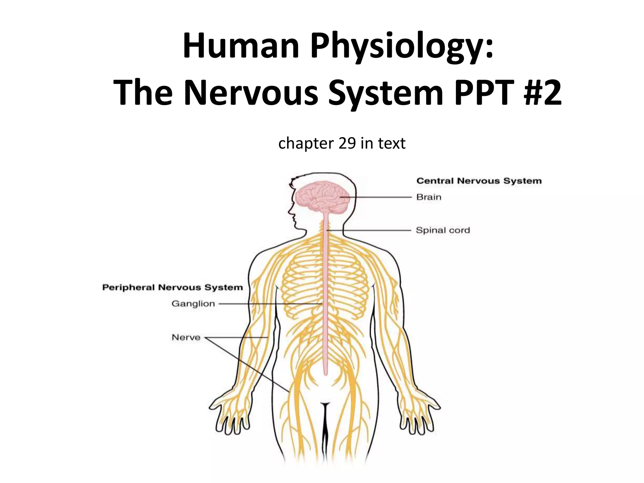 2 Human Body Nervous system.pptx