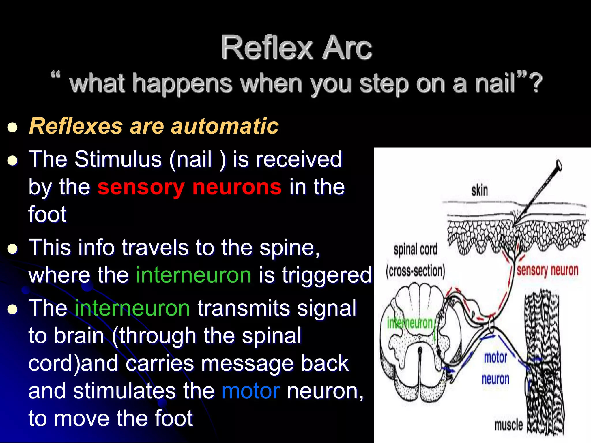 2 Human Body Nervous system.pptx