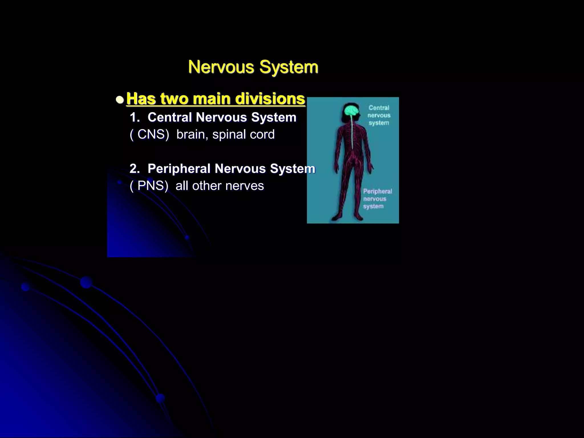 2 Human Body Nervous system.pptx