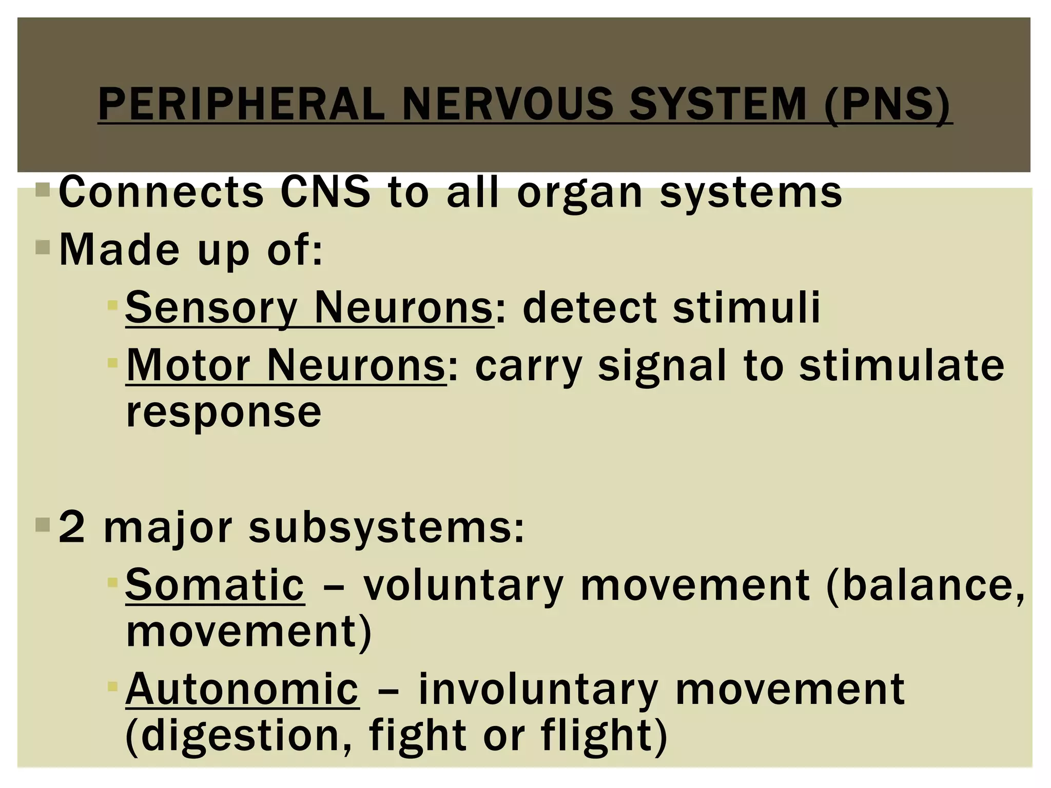 2 Human Body Nervous system.pptx