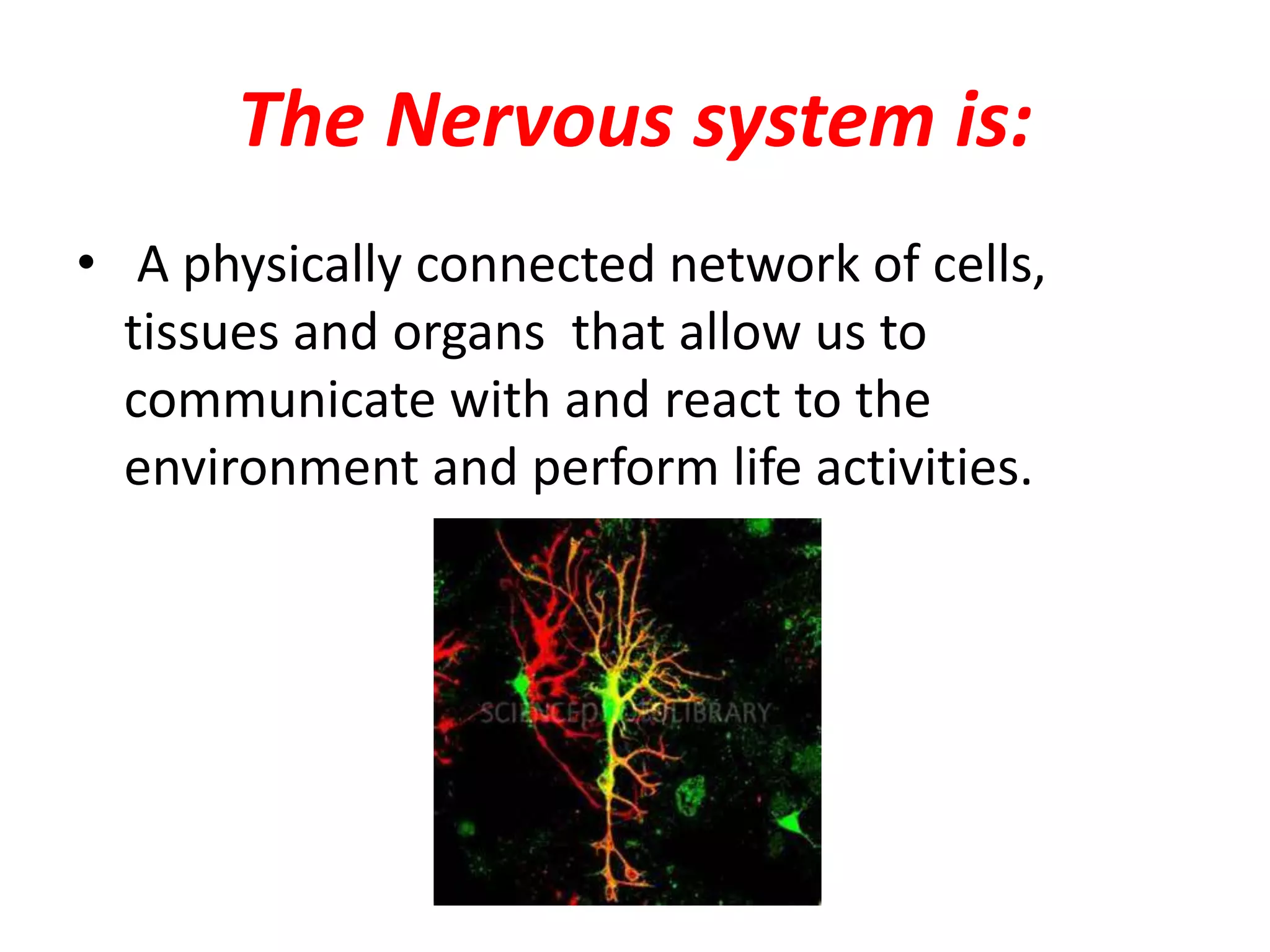 2 Human Body Nervous system.pptx