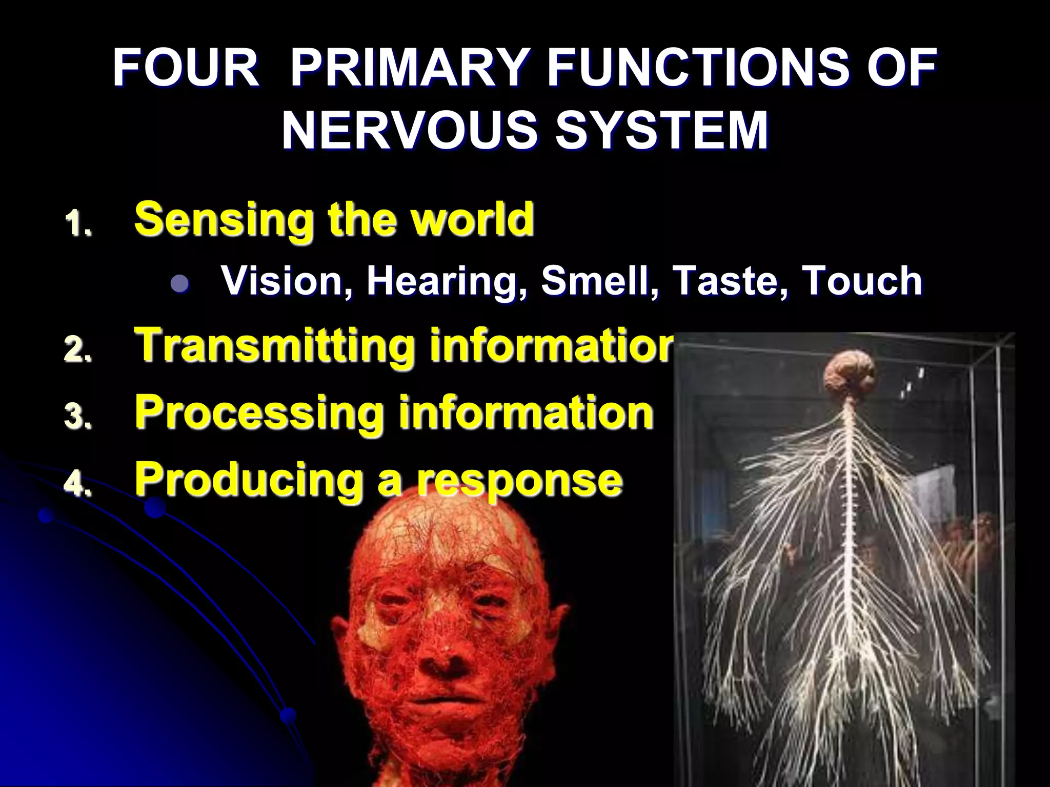 2 Human Body Nervous system.pptx