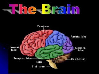 2 Human Body Nervous system.pptx