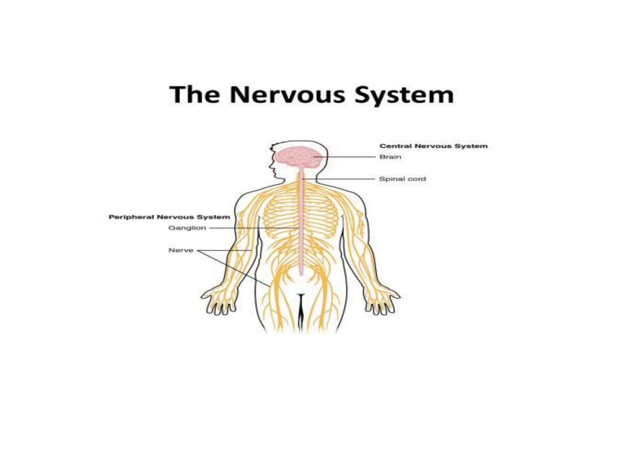 2 Human Body Nervous system.pptx