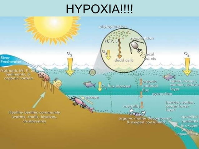 2 hypoxia n nutrient loading | PPT