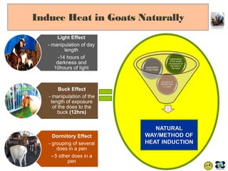 Alternative means of Inducing Estrus in Goats - CB_Snchez | PDF
