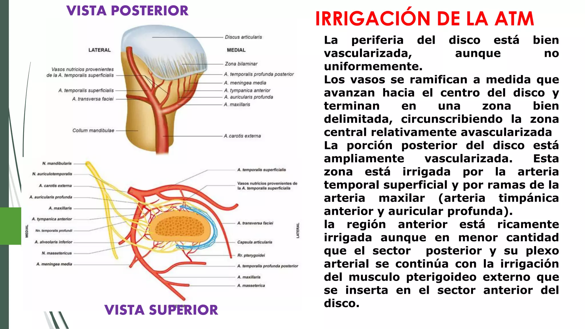 2 INTERSEDES - ATM, MUSCULOS Y DINÁMICA MANDIBULAR - 22122022.pdf