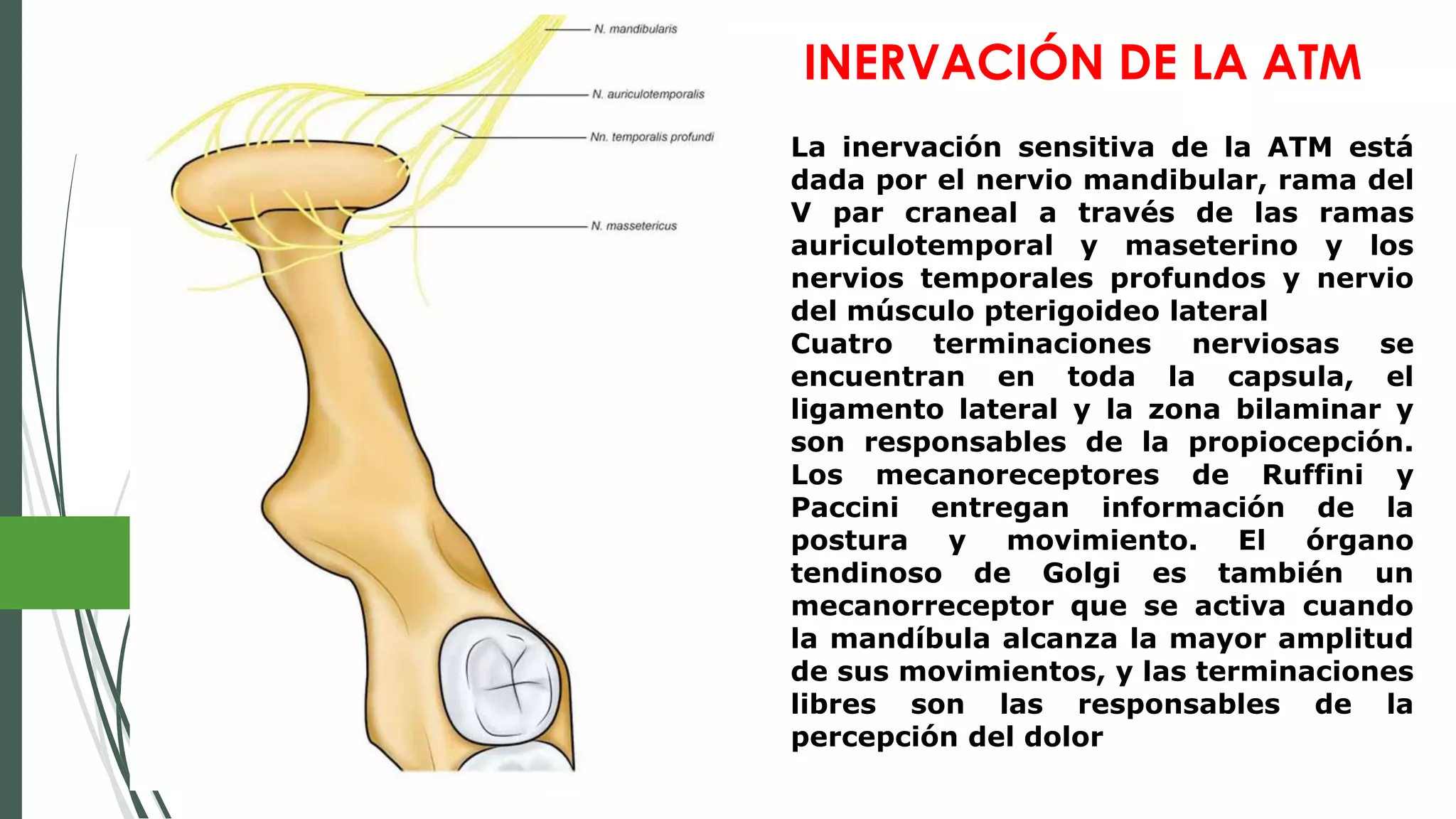2 INTERSEDES - ATM, MUSCULOS Y DINÁMICA MANDIBULAR - 22122022.pdf